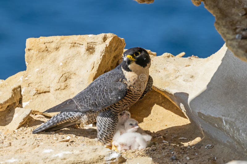 Australian Peregrine Falcon Stock Photo - Image of chicks, falco: 288449060