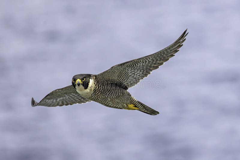 Australian Peregrine Falcon Stock Photo - Image of raptor, australia ...