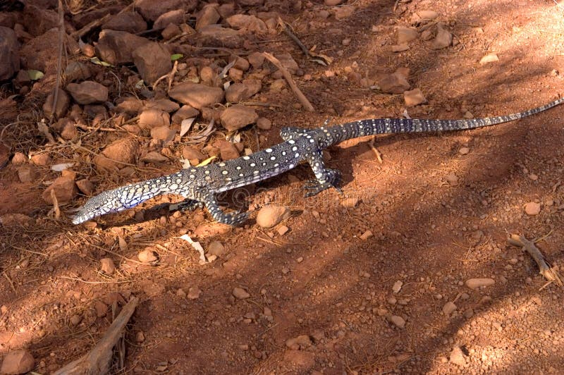 Australian Perentie stock photo. Image of wisconsinart - 8162924