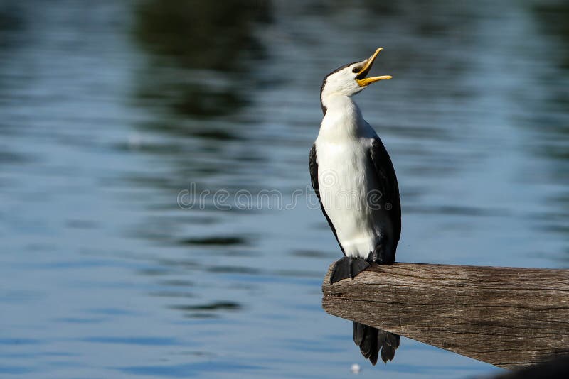 Australian Pied Cormorant with Open Bill Stock Photo - Image of bird ...