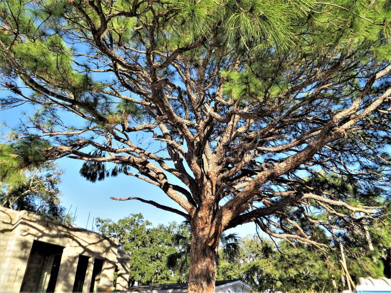 Australian pine, Florida stock photo. Image of sunny - 134538132