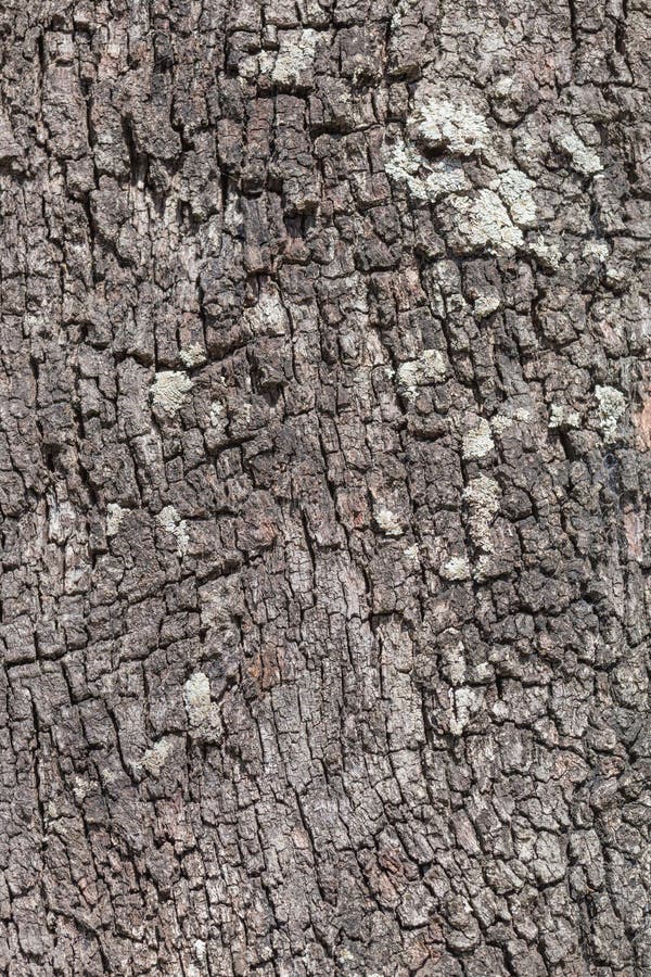 Australian pine, Florida stock photo. Image of sunny - 134538132