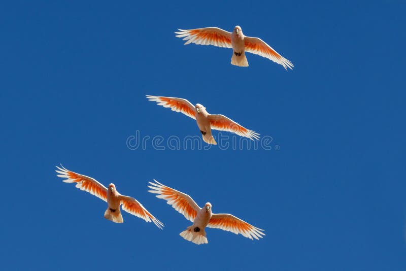 Australian Pink Cockatoo s stock photo. Image of leadbeateri - 294445524