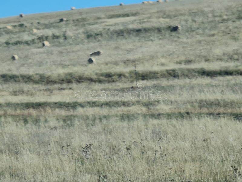 Australian Plains Speckled with Tan Sheep Stock Image - Image of steppe ...