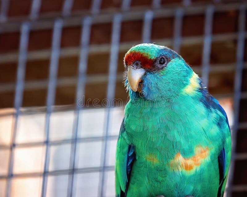 Australian Port Lincoln Parrot Stock Image - Image of bird, feed: 174637969