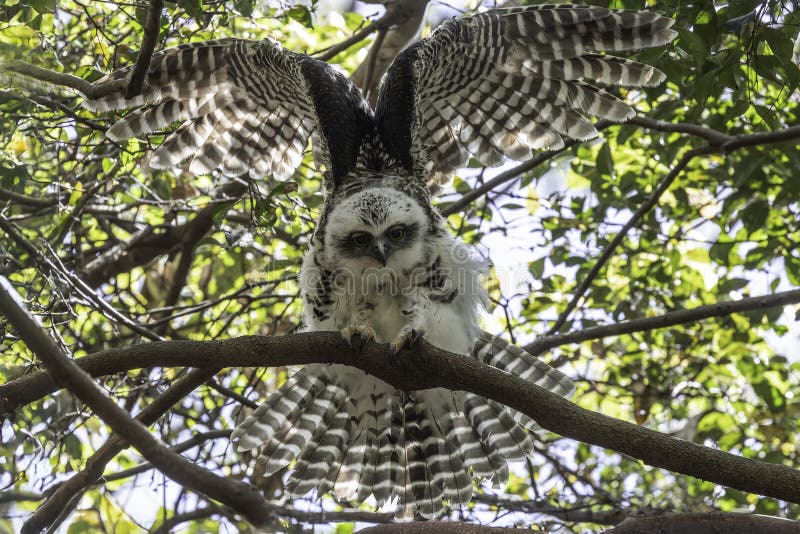 Australian Powerful Owl stock image. Image of nocturnal - 344047001