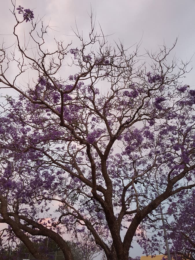Australian Jacaranda Tree In Full Bloom Full Of Purple Flowers Stock ...