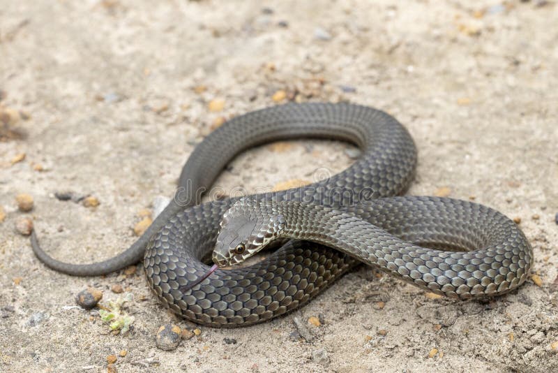 Australian Pygmy Copperhead Stock Image - Image of dwarf, south: 348214917