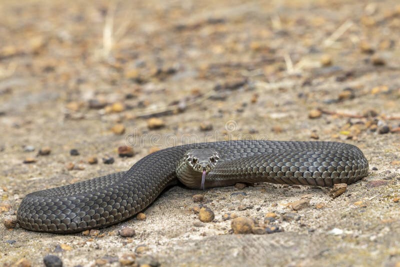 Australian Pygmy Copperhead Stock Image - Image of wildlife, elapid ...