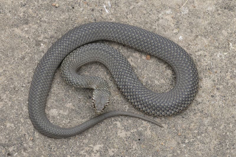 Australian Copperhead Snake Stock Photos - Free & Royalty-Free Stock ...