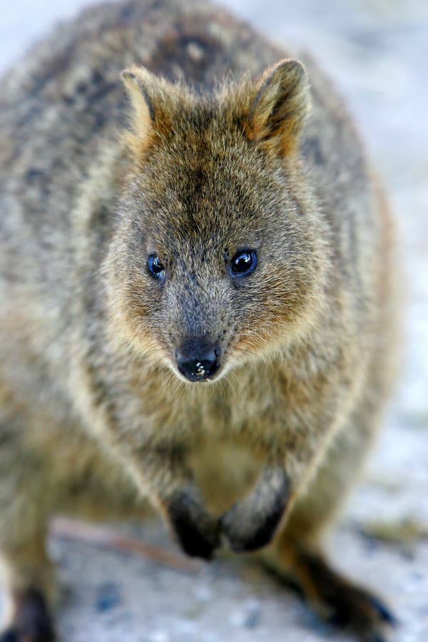 Australian Quokka stock photo. Image of small, marsupial - 4476188