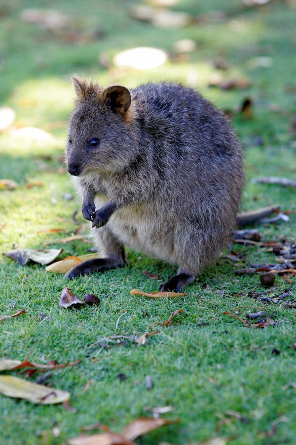 Quokka with Baby stock image. Image of parent, australia - 87443