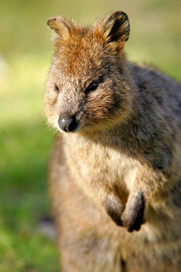 Australian Quokka Picture. Image: 4476399