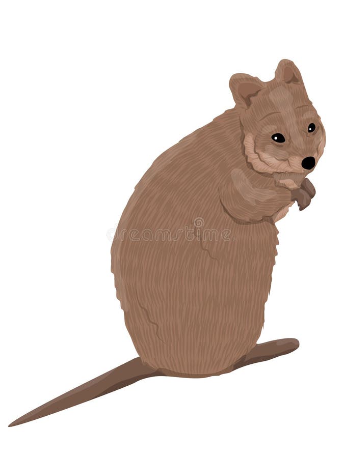 Australian Quokka. Realistic Animal Stock Vector - Illustration of ...