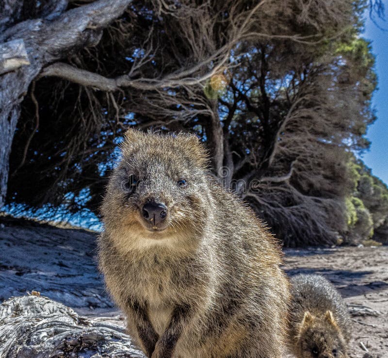 Australian Quokka on Rottnest Island, Perth, Australia Stock Photo ...