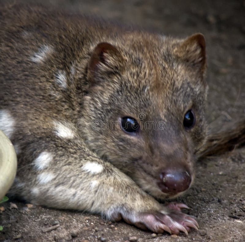Quoll is resting stock image. Image of eyes, furry, spots - 111897281