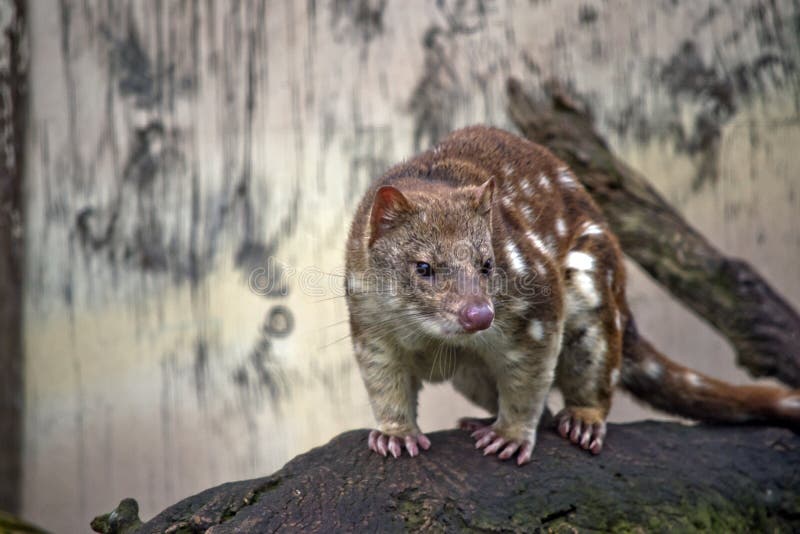 Quoll stock image. Image of like, whiskers, brown, marsupial - 100098851
