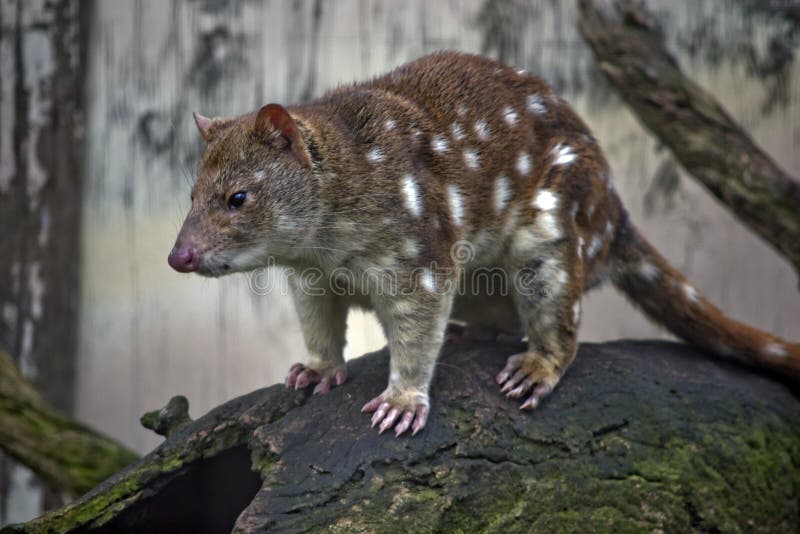 Quoll stock image. Image of teeth, white, pink, marsupial - 99213791