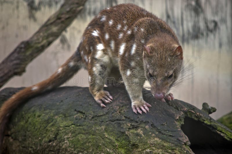 Quoll Standing Up and Looking Away, Isolated on White Stock Photo ...