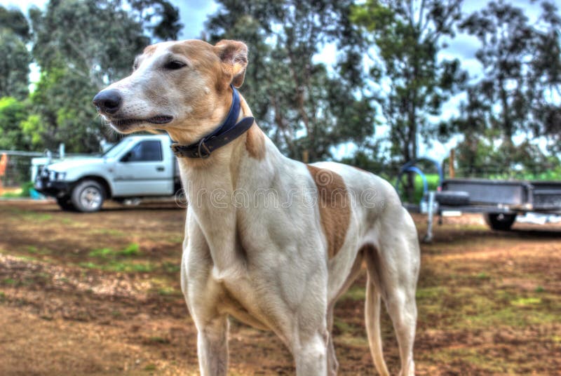 Australian Racing Greyhound Stock Image - Image of fast, racing: 77260365