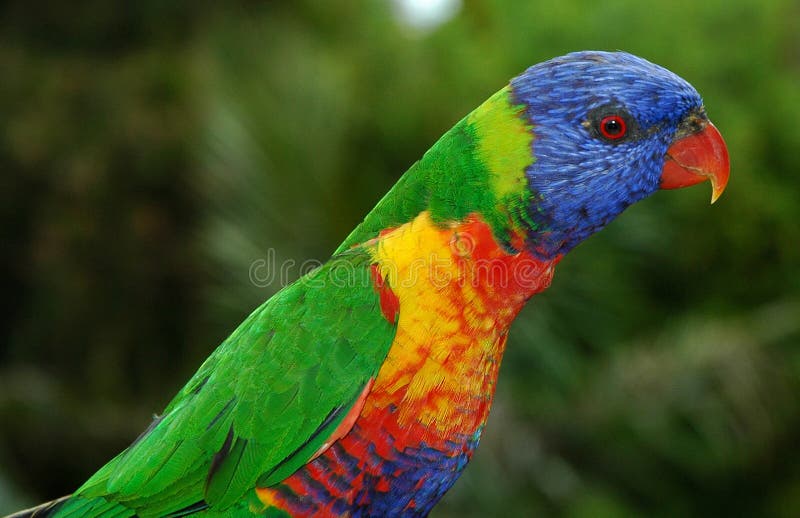 Australian Rainbow Lorikeets Gathered on Tree Stock Photo - Image of ...