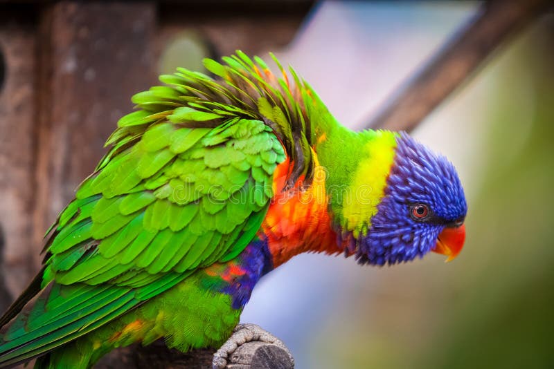 Australian Rainbow Lorikeet Stock Photo - Image of beak, melbourne ...