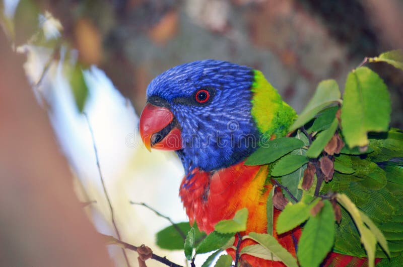 Australian Rainbow Lorikeet Stock Image - Image of parrot, parakeet ...