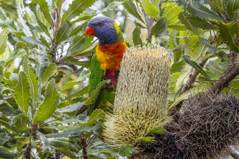 Australian Rainbow Lorikeet Stock Image - Image of banksia, parakeet ...