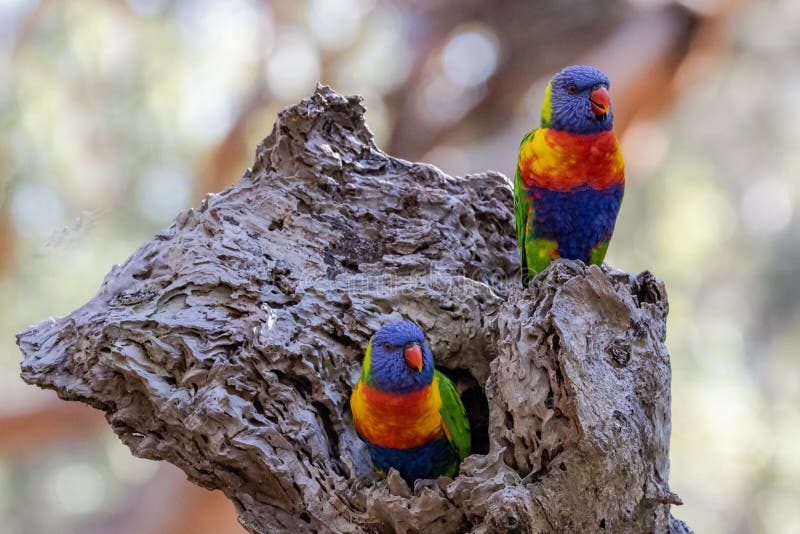Australian Rainbow Lorikeet Stock Image - Image of parrot, lorikeets ...