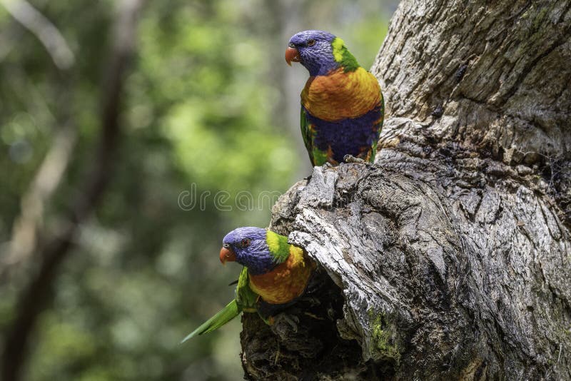 Australian Rainbow Lorikeet Stock Photo - Image of rainbow, hollow ...