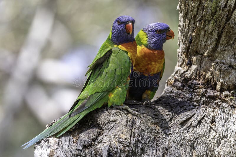 Australian Rainbow Lorikeet Stock Image - Image of nature, perched ...