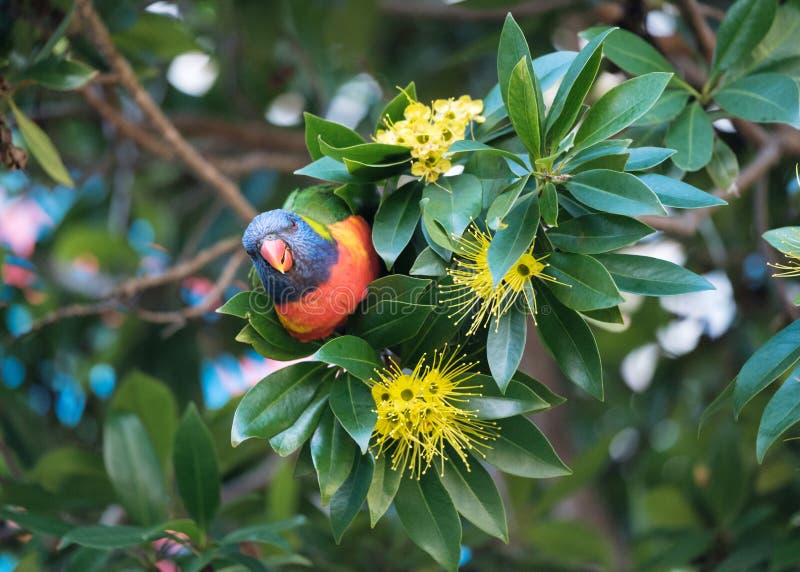 Australian Rainbow Lorikeet Parrot Looking Forward at Camera from Tree ...