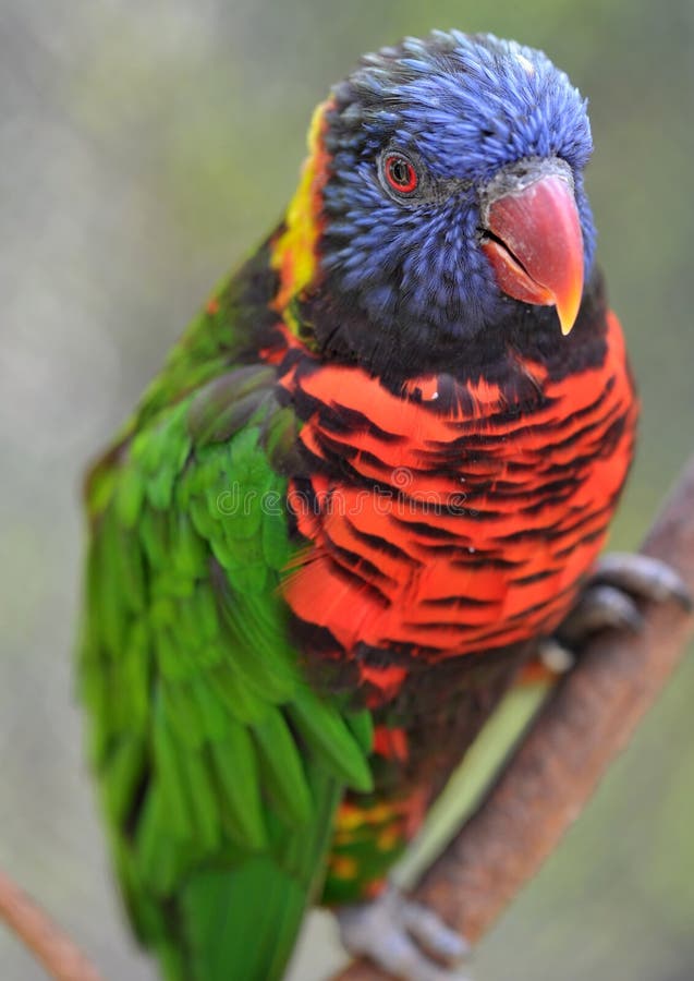 Australian Rainbow Lorikeets Gathered on Tree Stock Photo - Image of ...