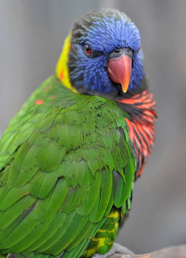 Australian Rainbow Lorikeets Gathered on Tree Stock Photo - Image of ...