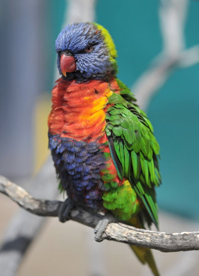 Australian Rainbow Lorikeets Gathered on Tree Stock Photo - Image of ...