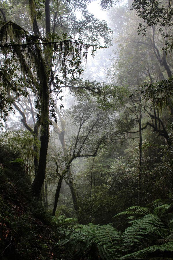 Rain forest track walk stock photo. Image of rainforest - 128477724