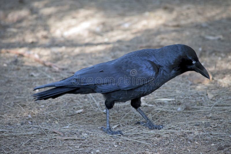 The Australian Raven is a Black Bird Stock Image - Image of bird ...
