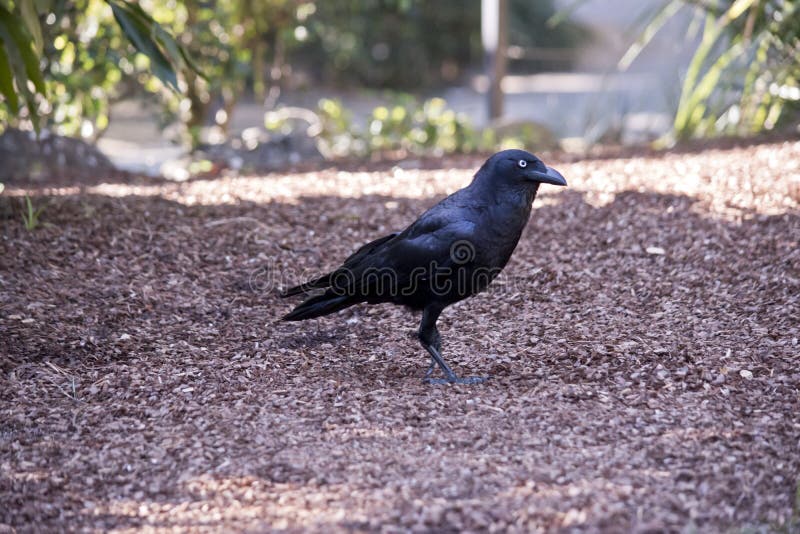 Australian raven stock photo. Image of australian, raven - 98285358