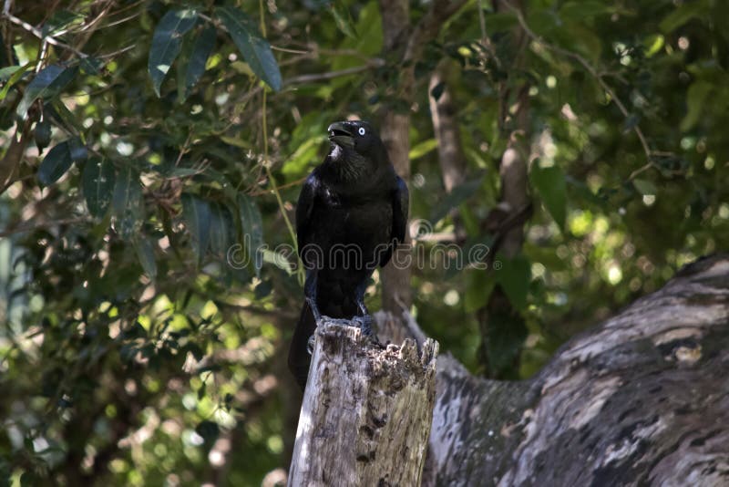 Australian raven stock image. Image of australia, rainforest - 98285375
