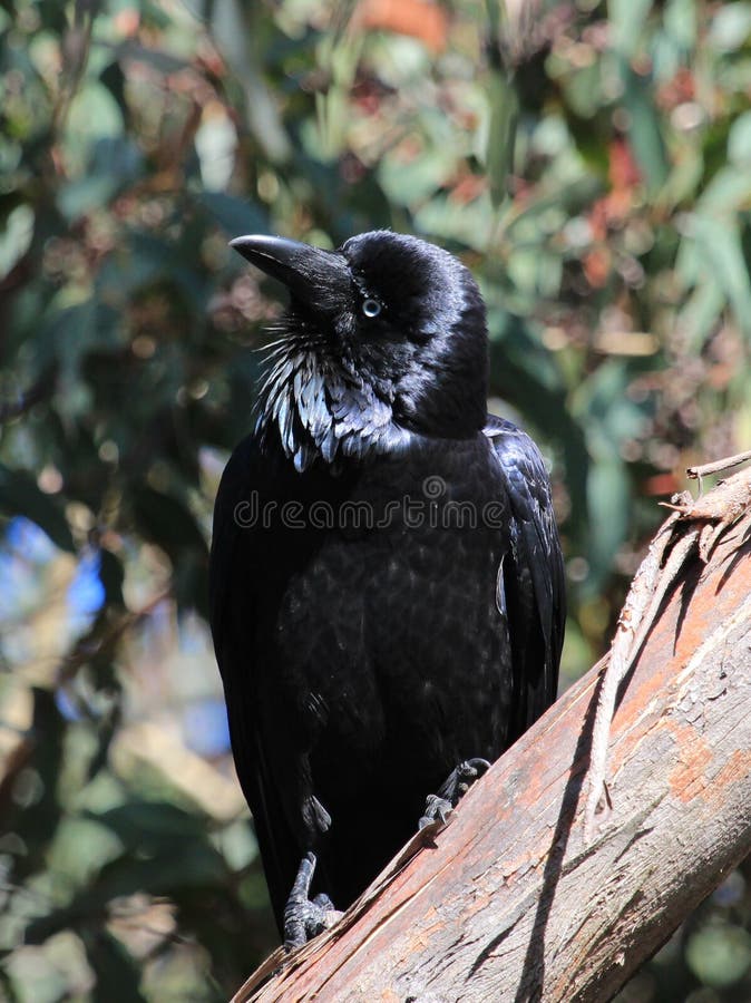 Australian Raven - Large Corvid Stock Photo - Image of feather, natural ...