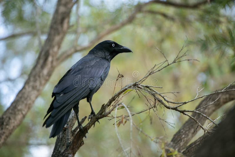 Australian Raven stock image. Image of nature, australia - 150982937