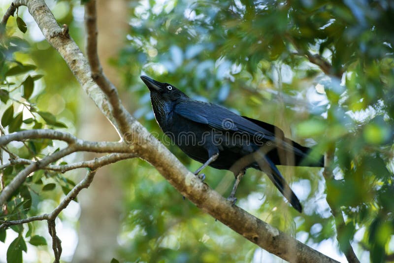 483 Australian Raven Stock Photos - Free & Royalty-Free Stock Photos ...