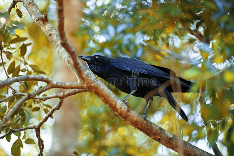 Australian Raven stock photo. Image of coronoides, beautiful - 158144930