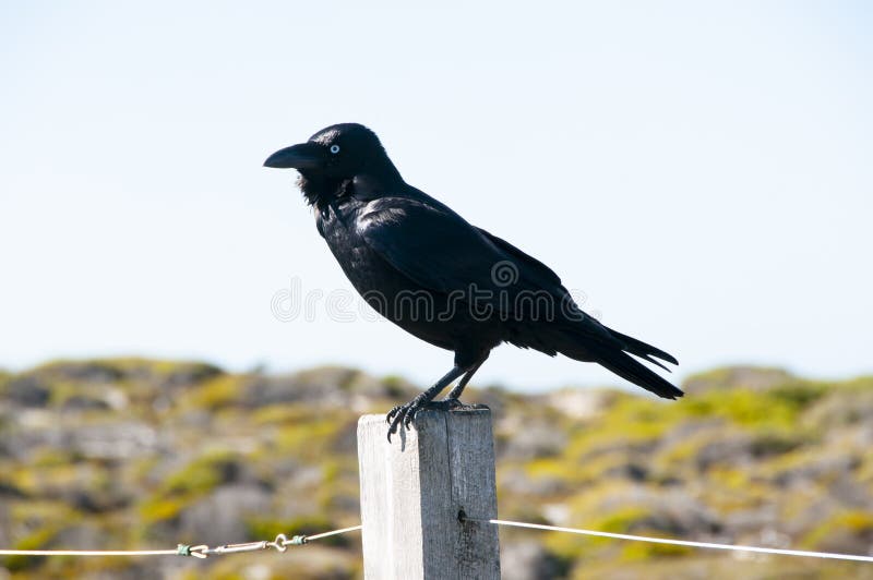 474 Australian Raven Stock Photos - Free & Royalty-Free Stock Photos ...