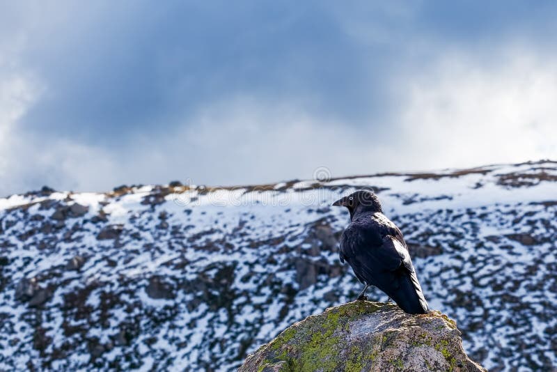 313 Australian Raven Photos - Free & Royalty-Free Stock Photos from ...
