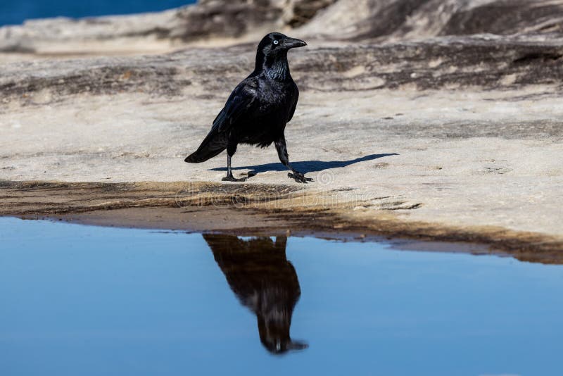 Australian Raven stock photo. Image of black, australian - 249562260