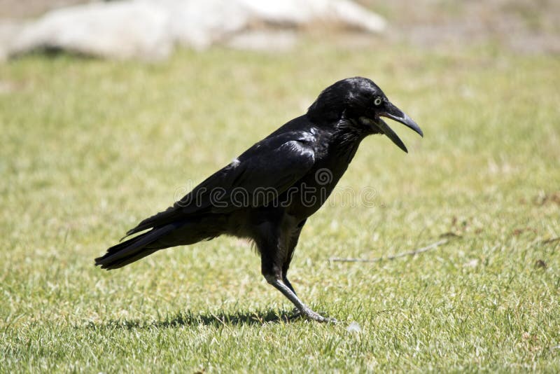 An Australian raven stock photo. Image of beak, plumage - 135854910
