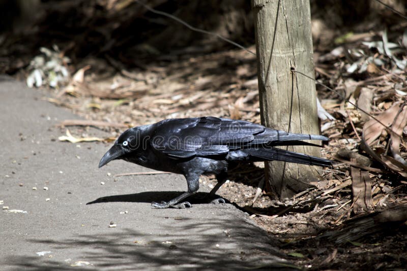An australian raven stock photo. Image of australia - 152286398