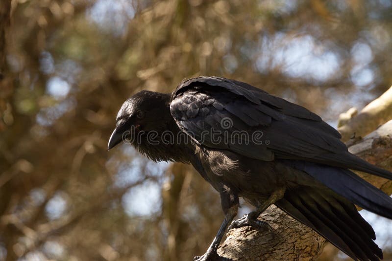 Australian Raven in a tree stock photo. Image of juvenile - 103402864