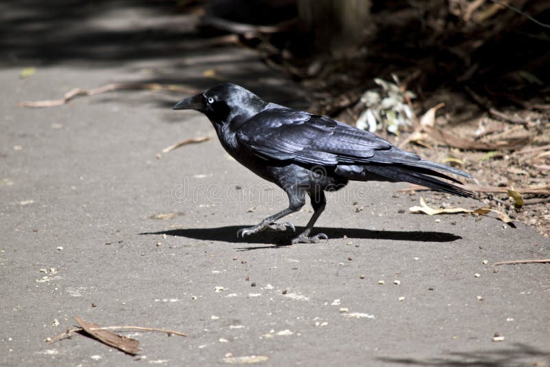 The Australian Raven is a Black Bird Stock Photo - Image of bird ...